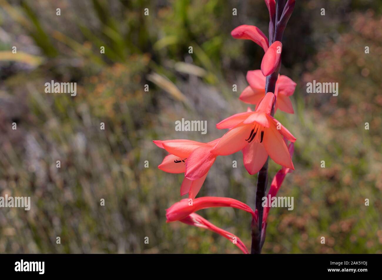 Plants and flowers at Table Mountain National Park in Cape Town, South ...
