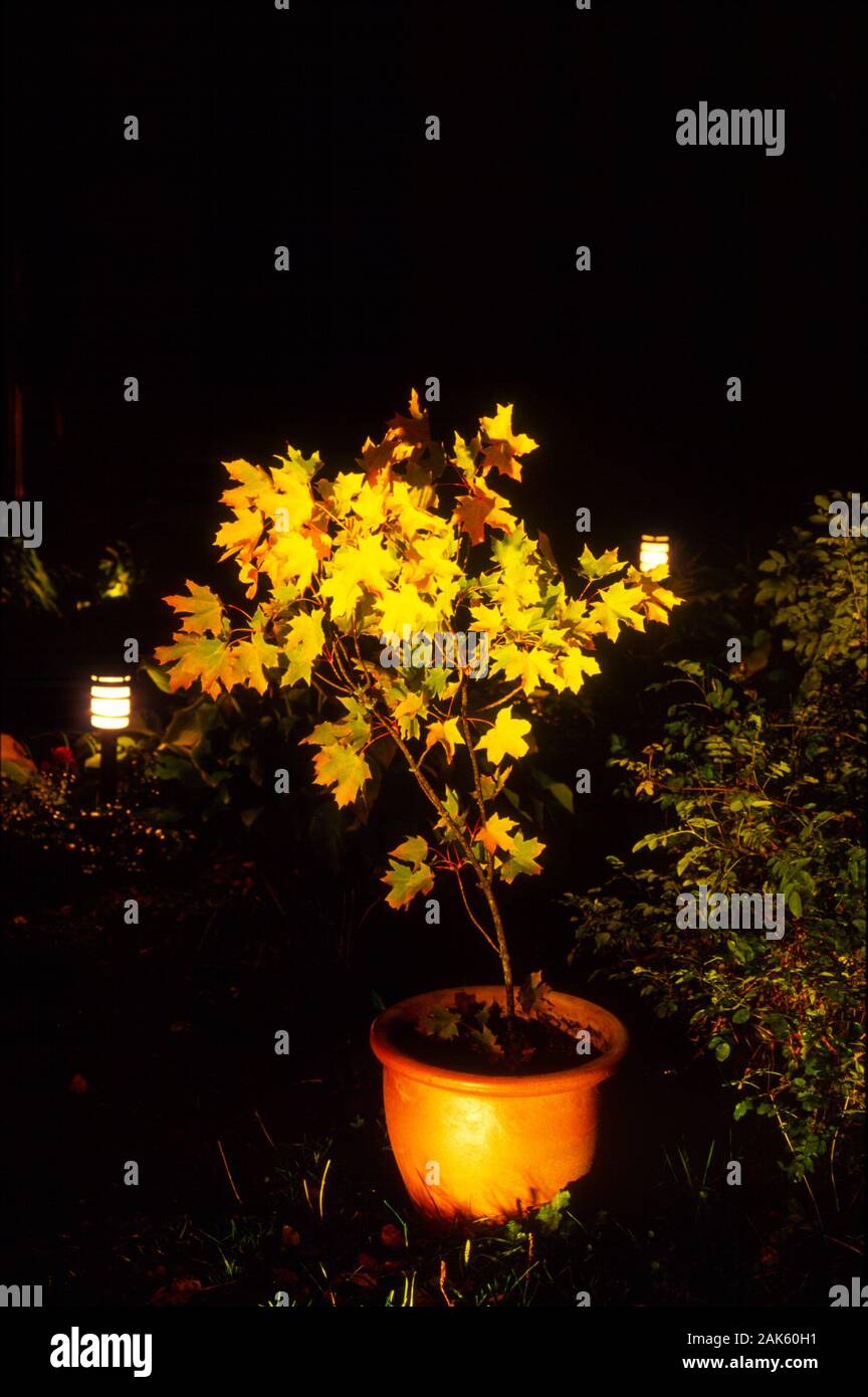Illuminated maple in pot Stock Photo - Alamy