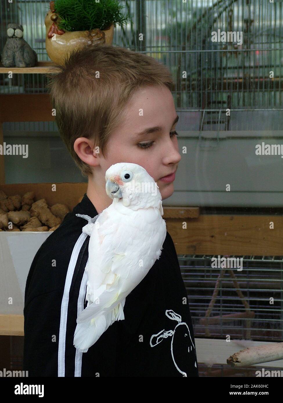 Boy has a cockatoo on his shoulder Stock Photo - Alamy