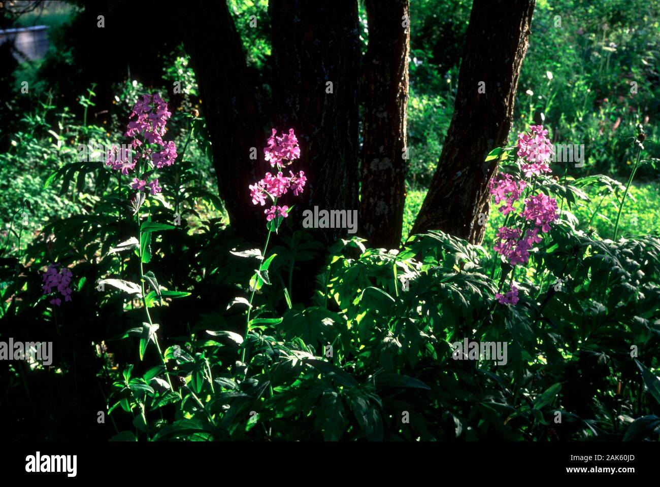 Night violets by tree trunks Stock Photo - Alamy