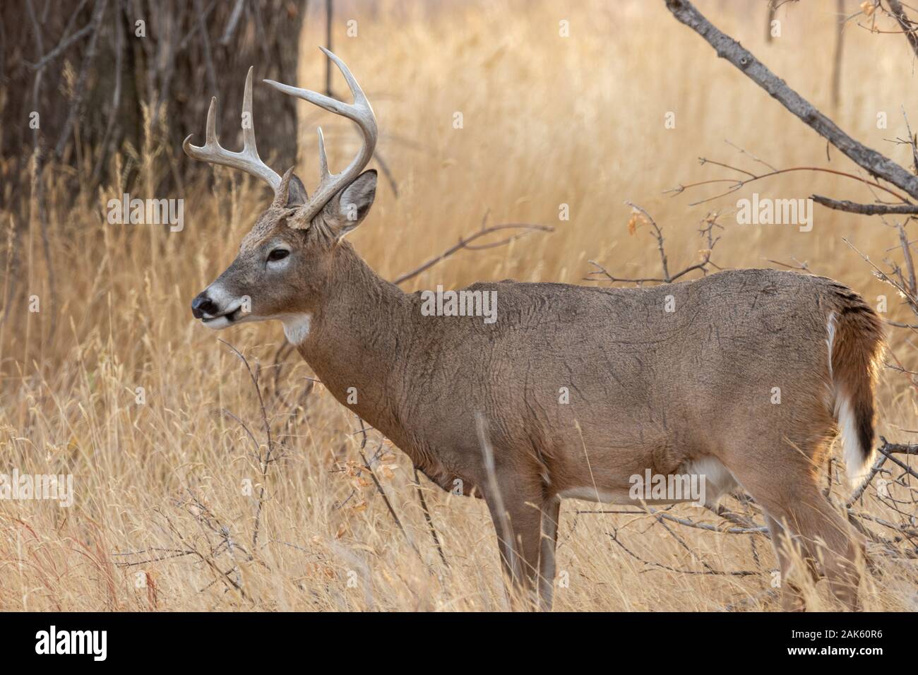Whitetail Buck in the fall Rut in Colorado Stock Photo - Alamy