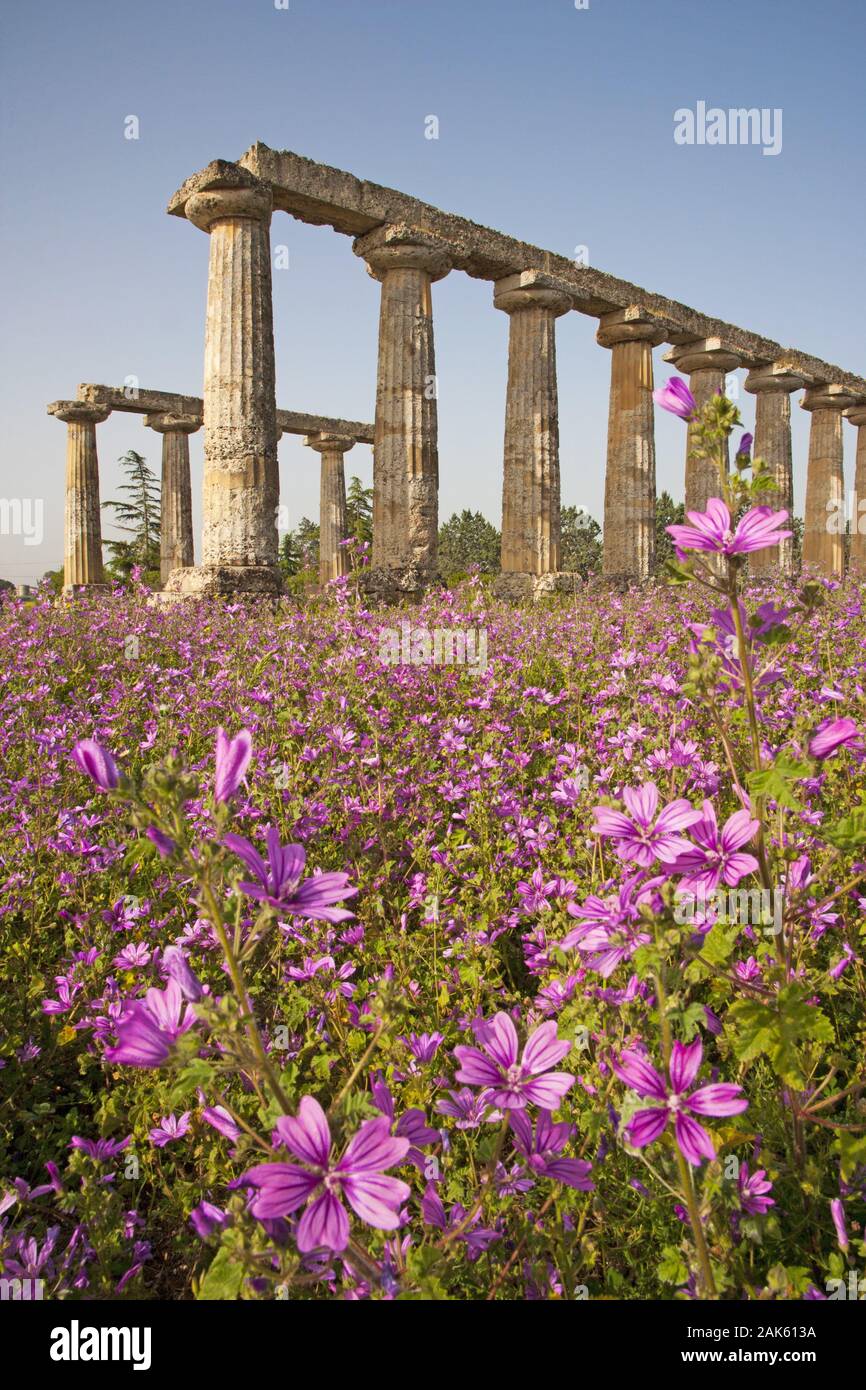 Metaponto: Hera-Tempel, Apulien | usage worldwide Stock Photo - Alamy