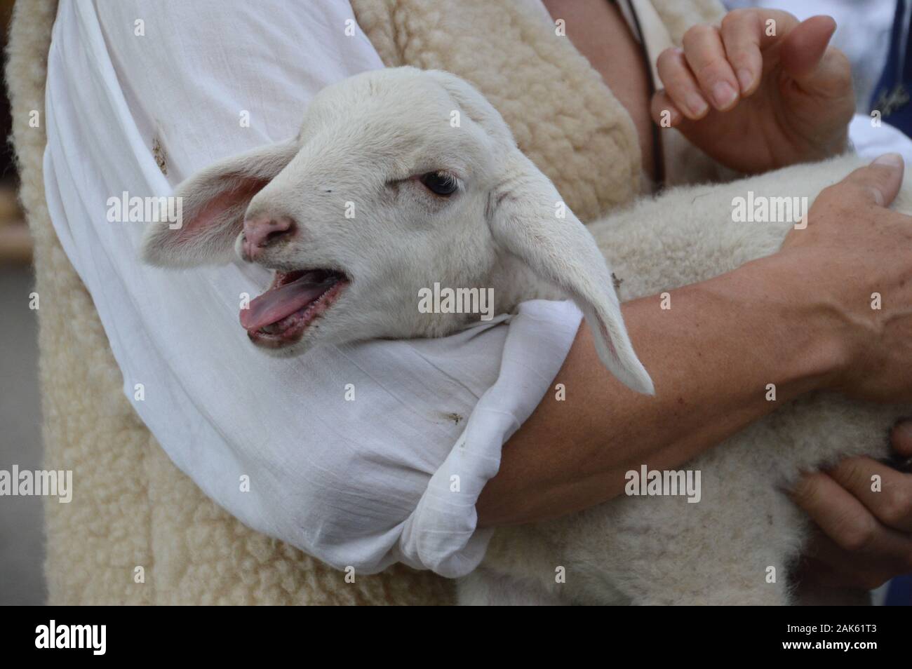 Lost sheep hi-res stock photography and images - Alamy