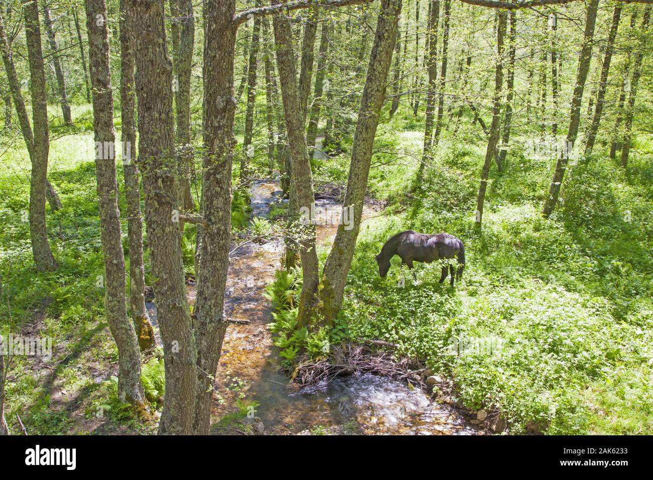 Kalabrien/Nationalpark Sila (Parco Nazionale della Sila): Pferd bei San ...