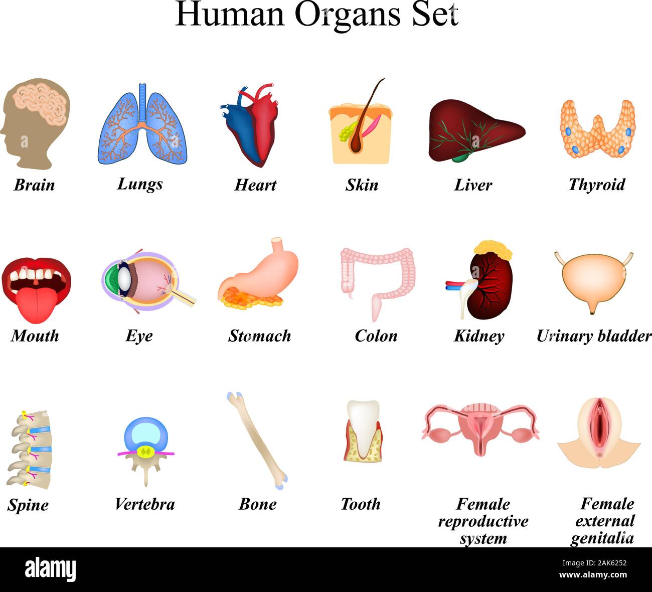 External Female Reproductive Organs Stock Vector Images Alamy External Female Reproductive Organs Stock Vector Images Alamy