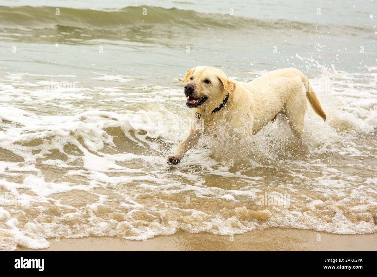Happy Golden Labrador dog running splashing in sea water Stock Photo ...