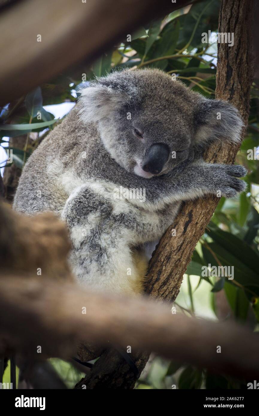 New South Wales: Koala Hospital in Port Macquarie, Australien Osten ...