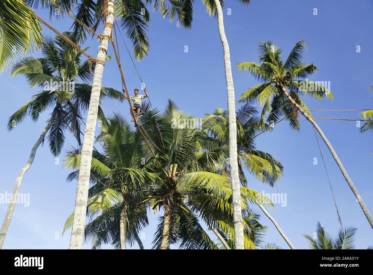 Toddy tapper hi-res stock photography and images - Alamy