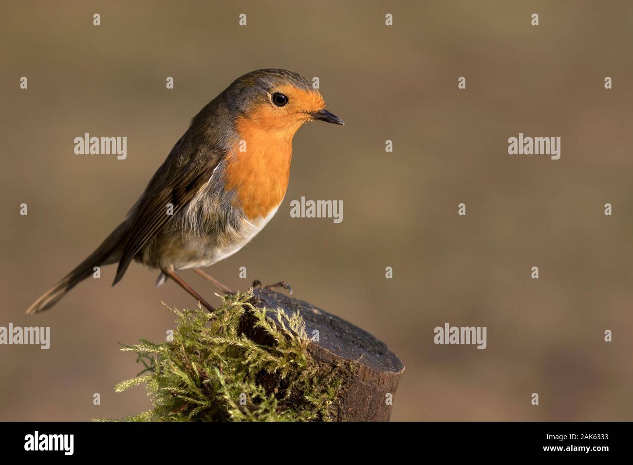 Robin portrait hi-res stock photography and images - Alamy