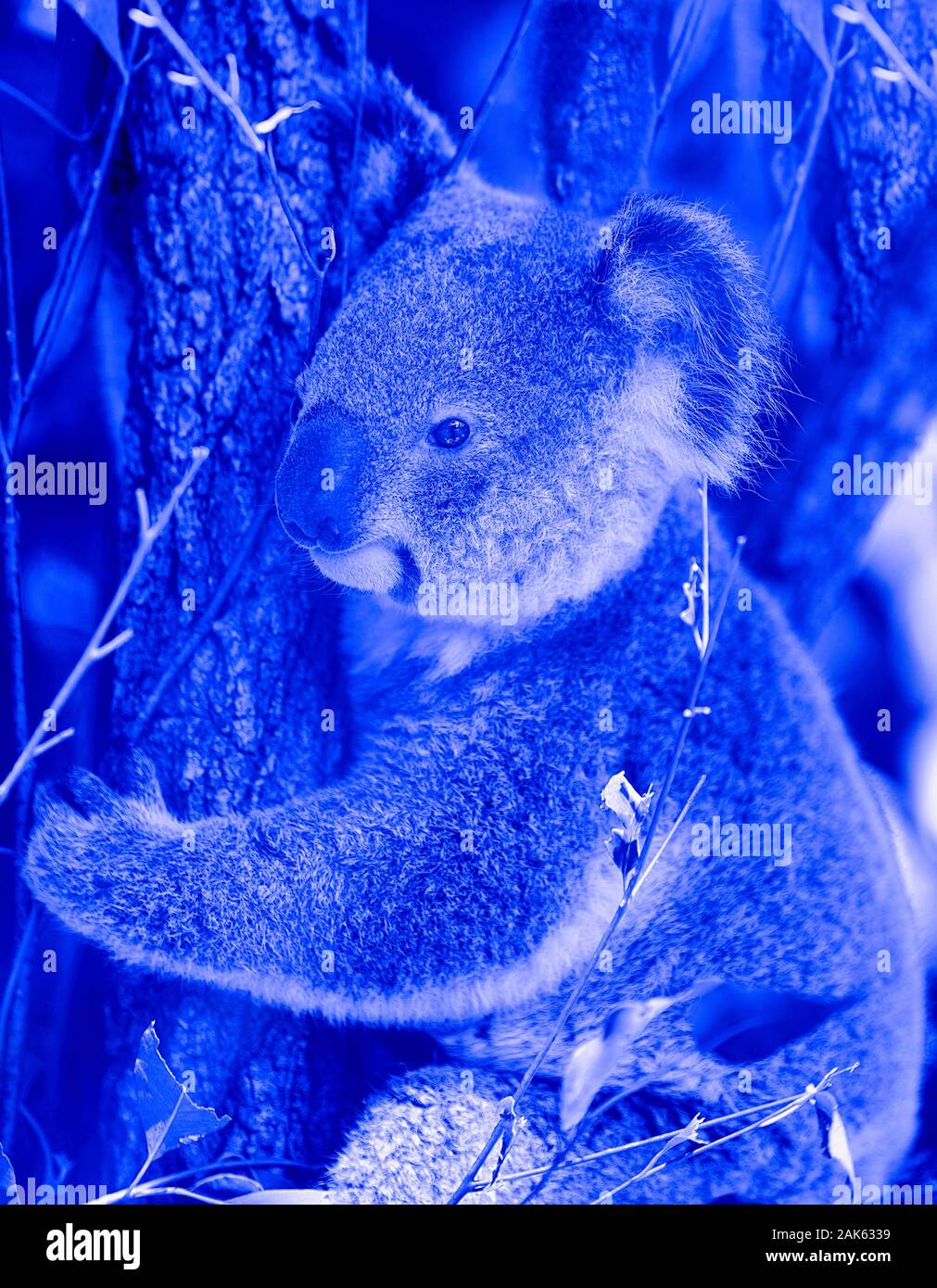 Koalas Eating At Night