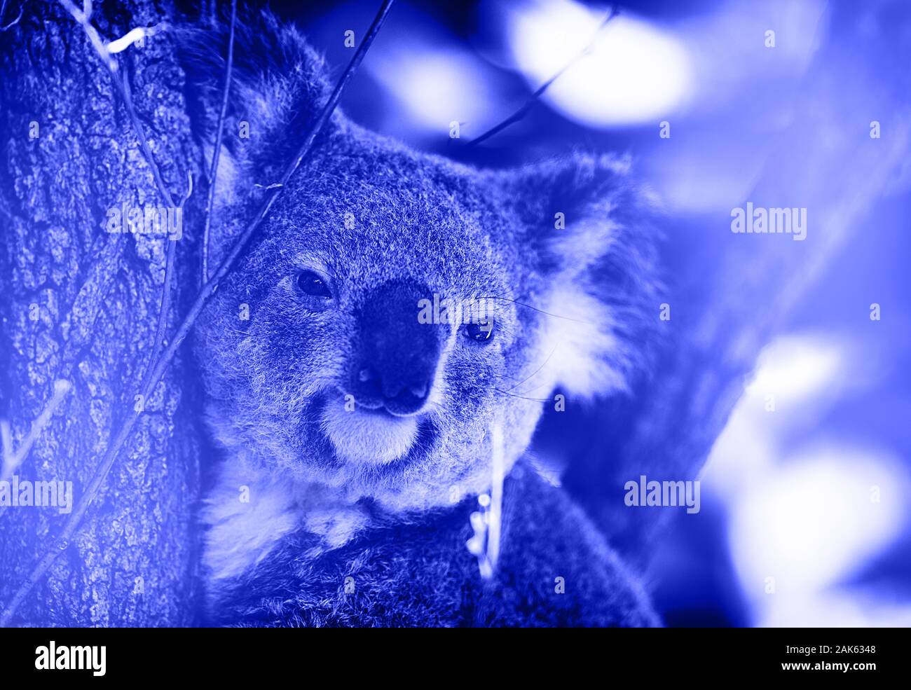 cool koala II in blue, australia Stock Photo - Alamy