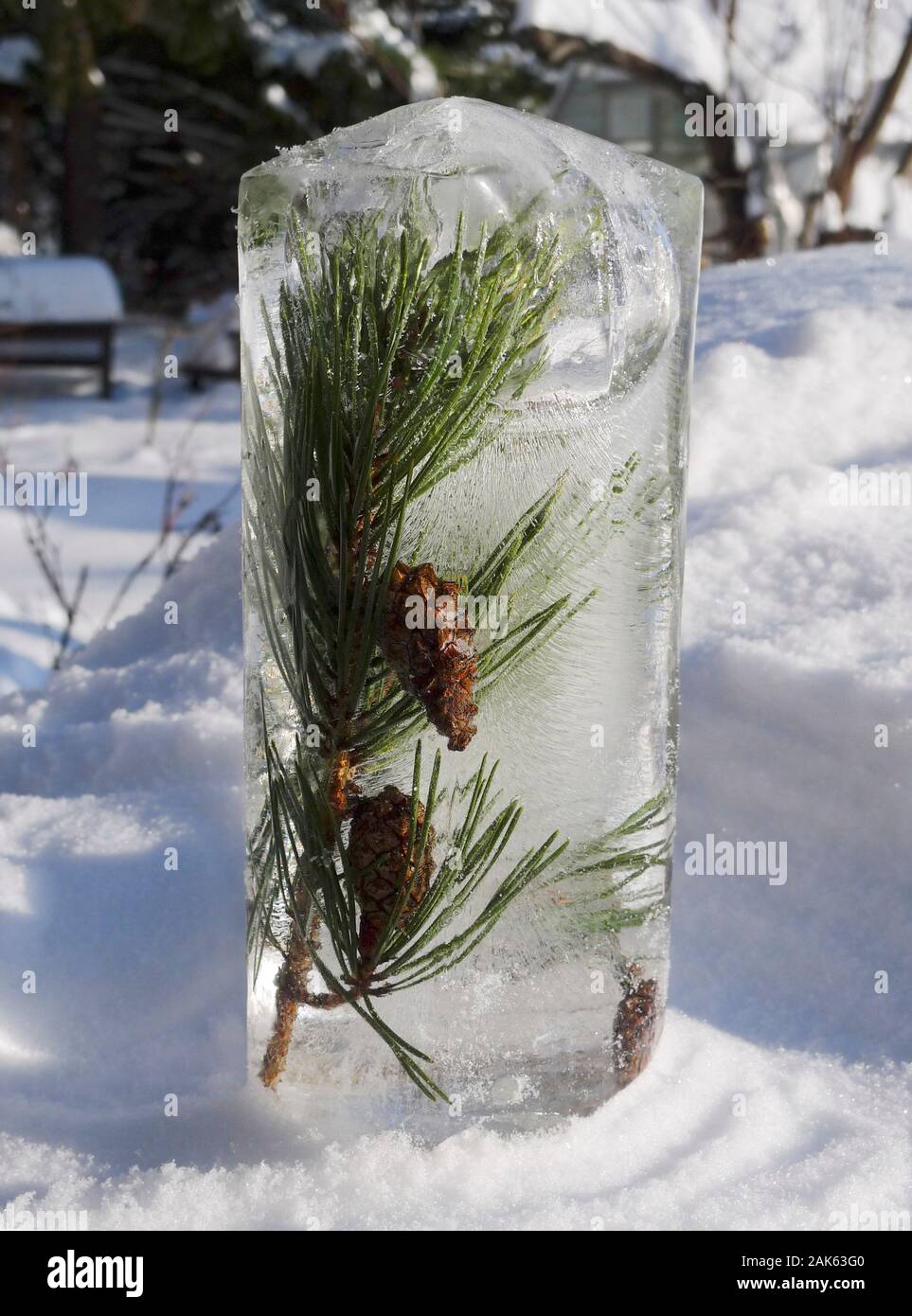 Ice decoration with frozen pine branch and cones Stock Photo - Alamy