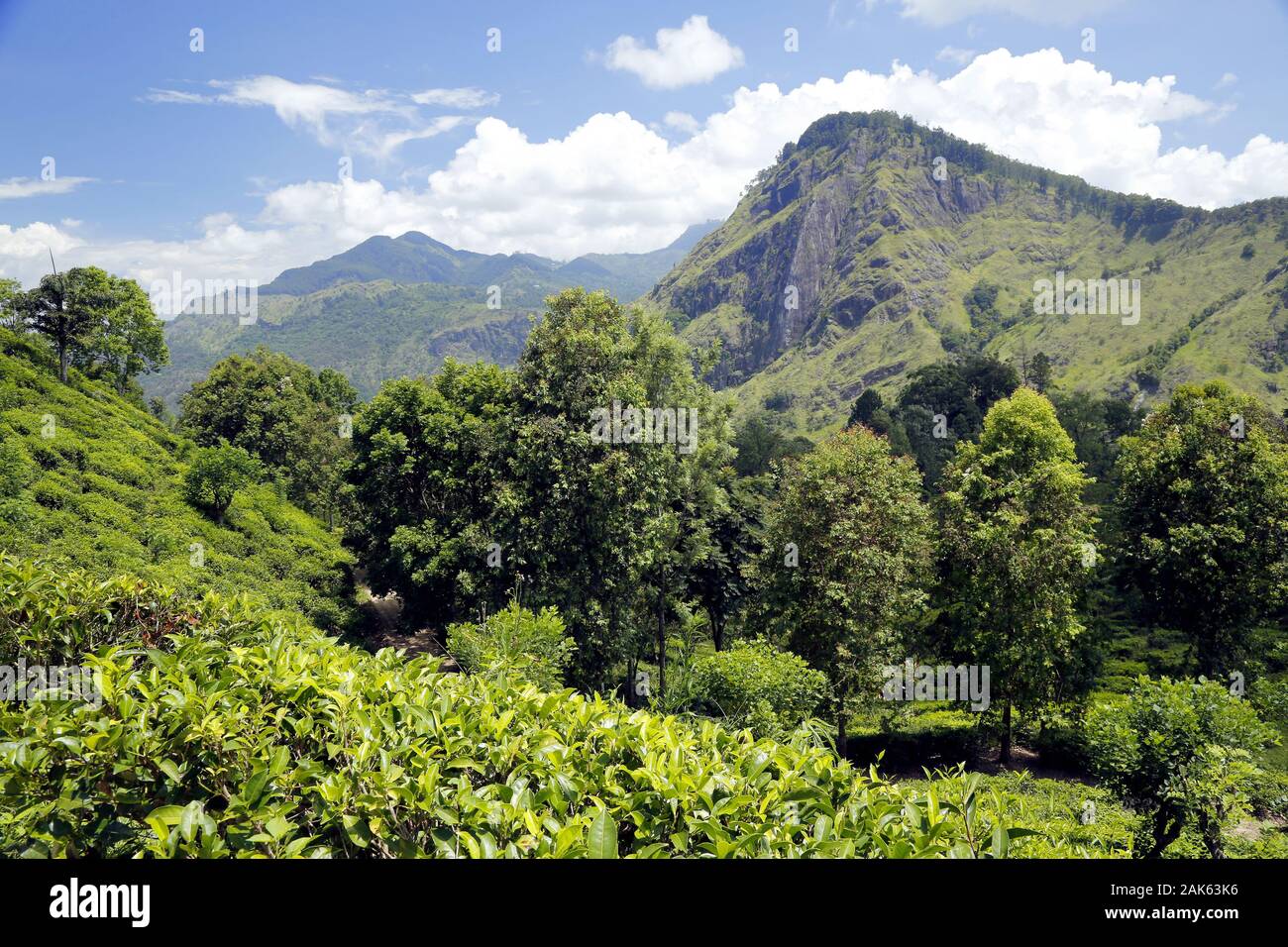Badulla: Vegetation im Ella Gap Valley, Sri Lanka | usage worldwide ...