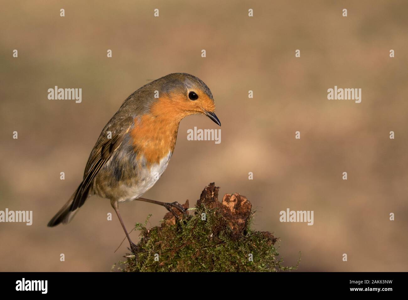 Tim robin hi-res stock photography and images - Alamy
