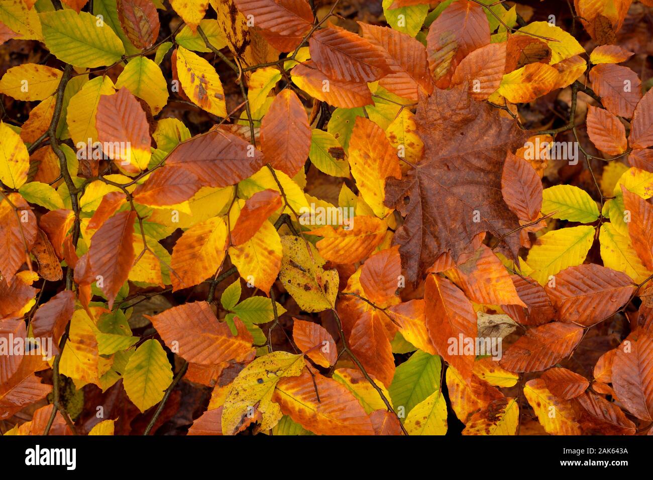 Various shades of autumn colors from an American beech tree in a ...