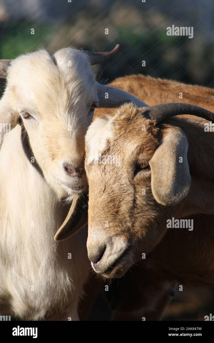 Bovida hi-res stock photography and images - Alamy