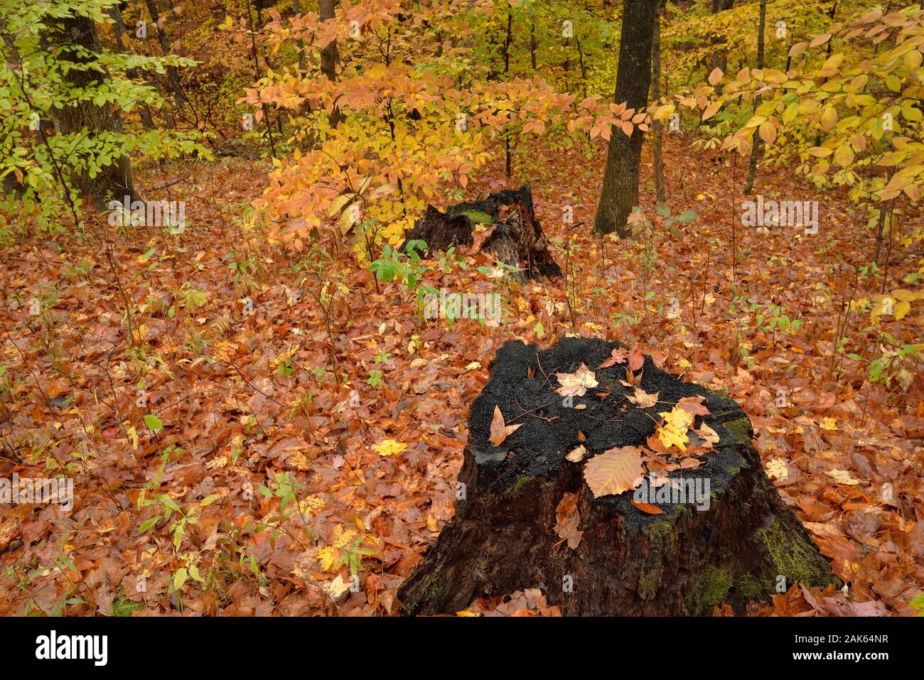 Black tree stumps sitting in a woods with colorful autumn leaves Stock ...