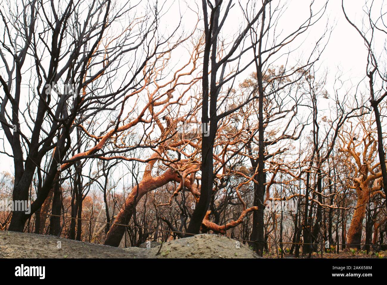 Landscape of blackened and scorched trees after being destroyed by bush ...