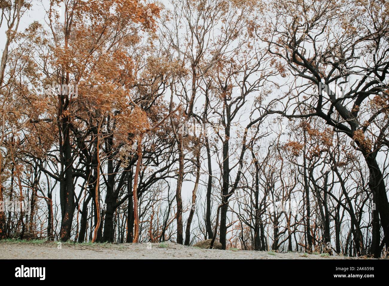 Landscape of blackened and scorched trees after being destroyed by bush ...
