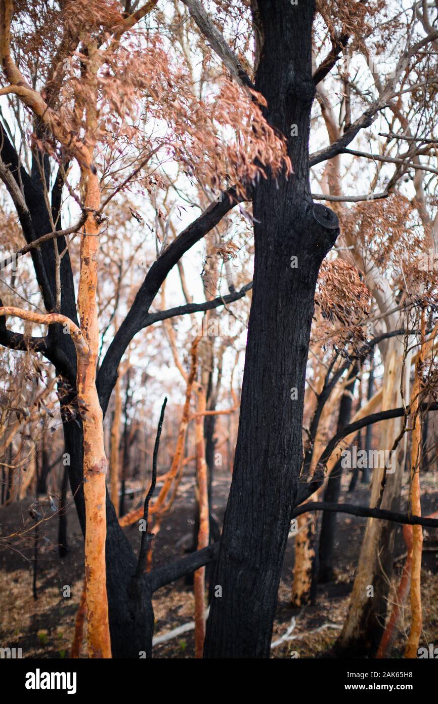 Landscape of blackened and scorched trees after being destroyed by bush ...