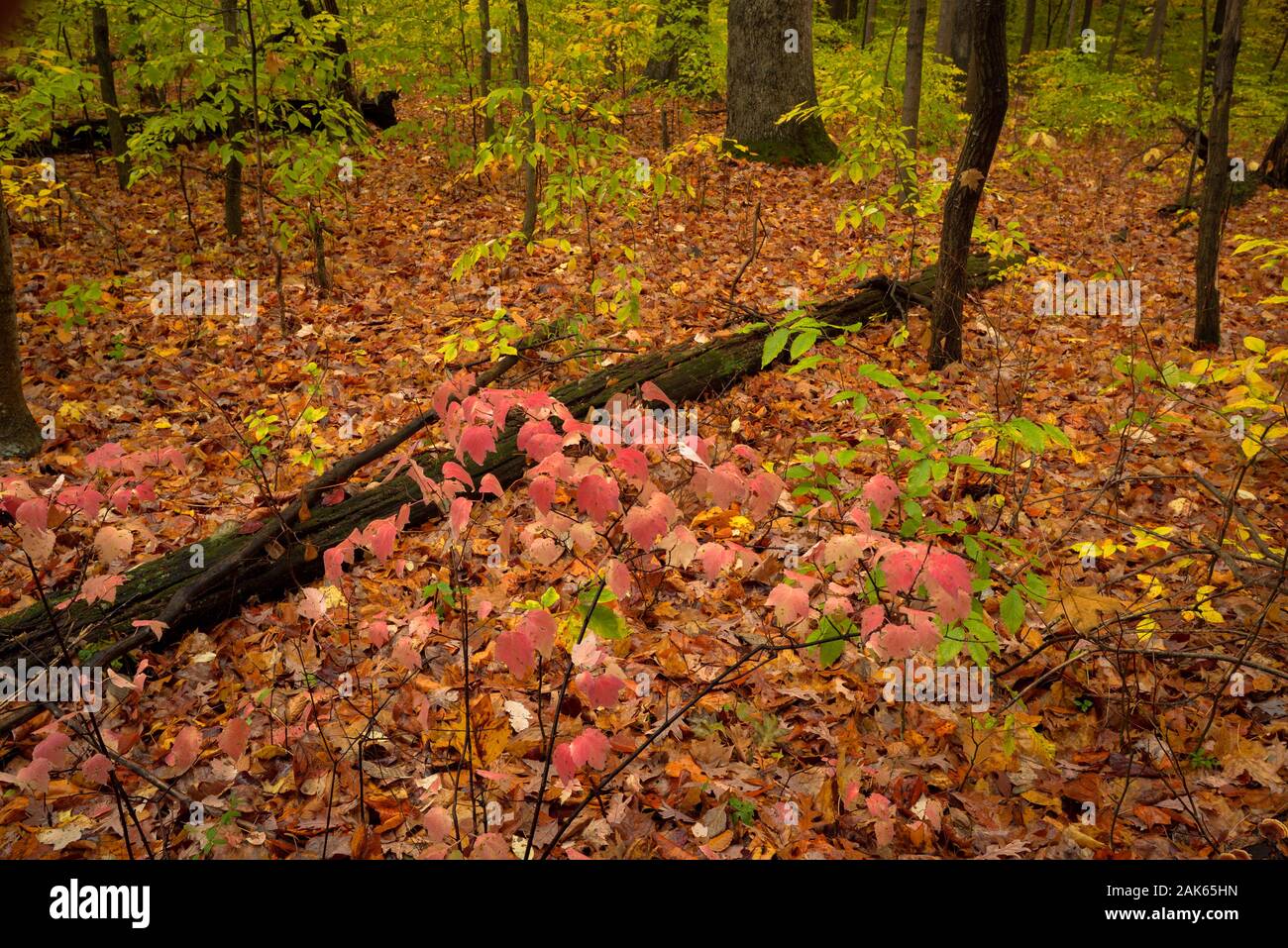 Indiana Forest High Resolution Stock Photography and Images - Alamy