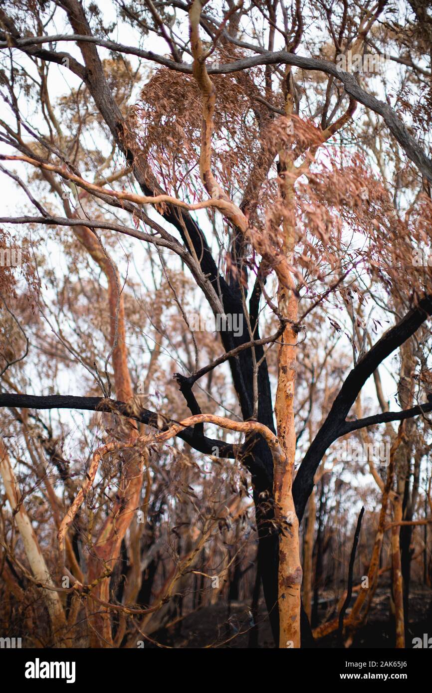 Landscape of blackened and scorched trees after being destroyed by bush ...