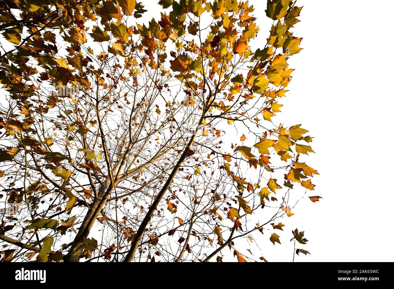 Maple tree isolated on a whiteb ackground Stock Photo - Alamy