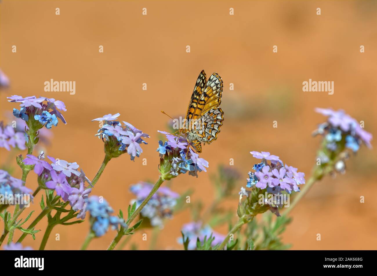 A Chalcedon Checkerspot Butterfly native to Arizona feeding on some ...