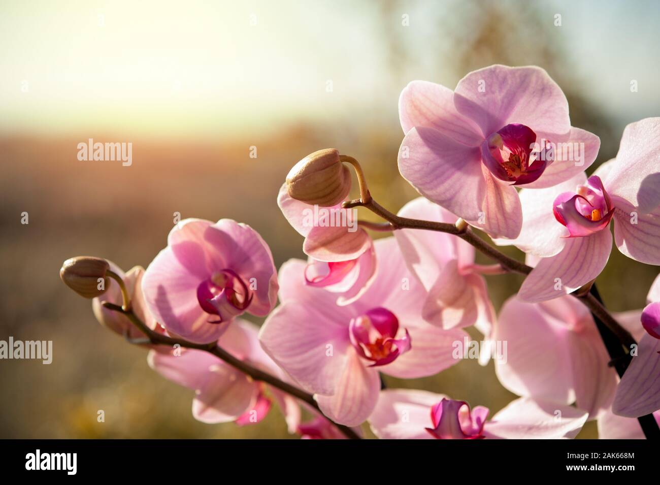 Phalaenopsis, commonly known as moth orchids, is a genus of about ...