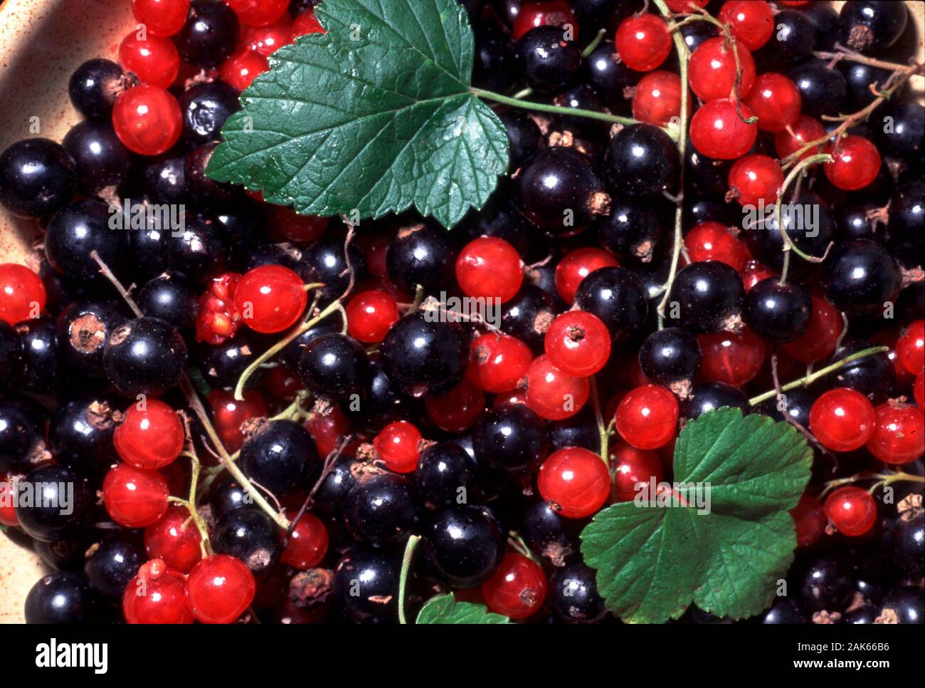 Red and black currants Stock Photo - Alamy