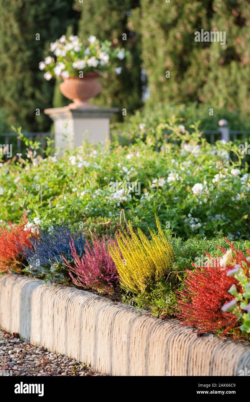 Calluna vulgaris (known as common heather, ling, or brugo) is the sole ...