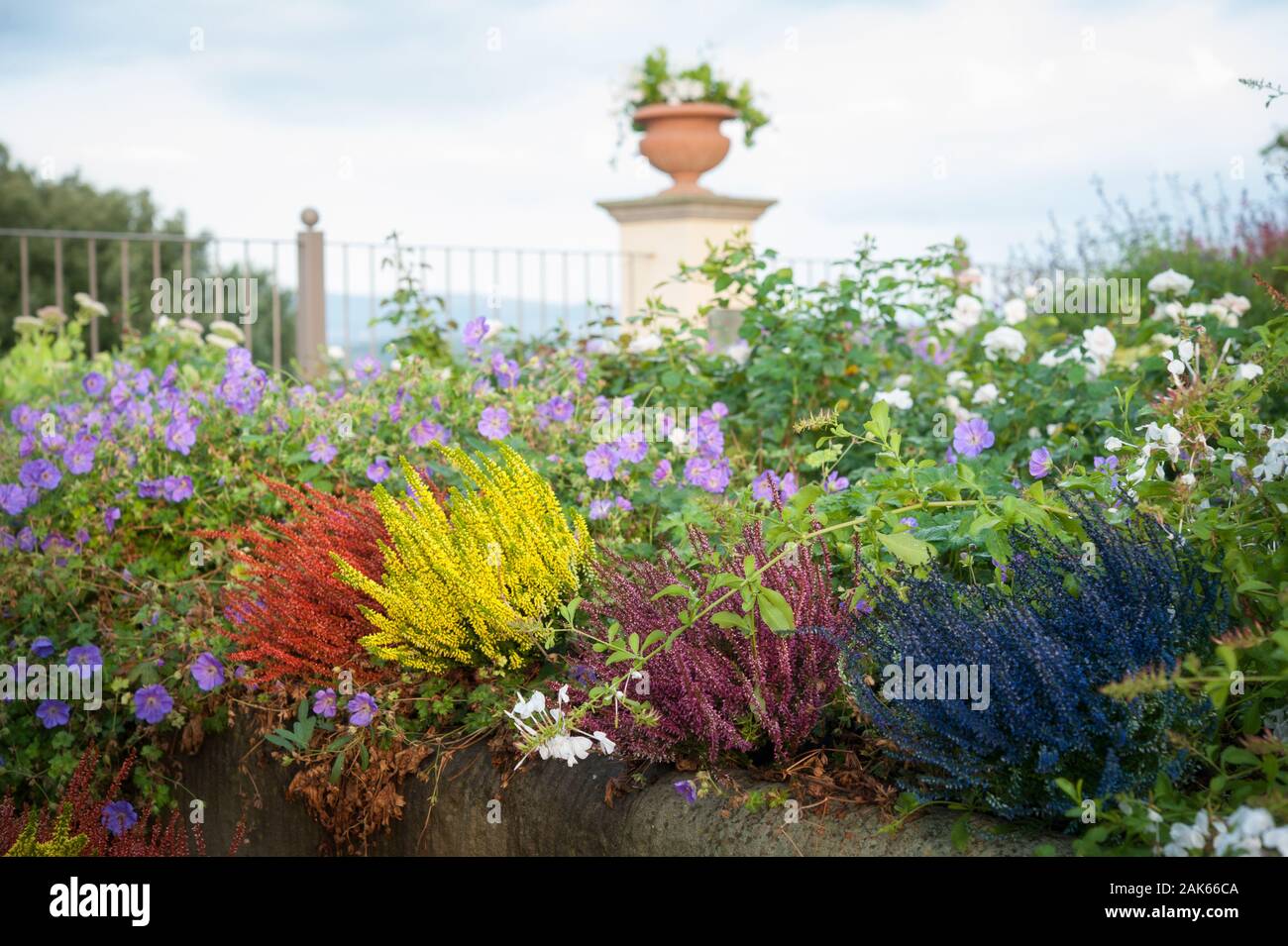 Calluna vulgaris (known as common heather, ling, or brugo) is the sole ...