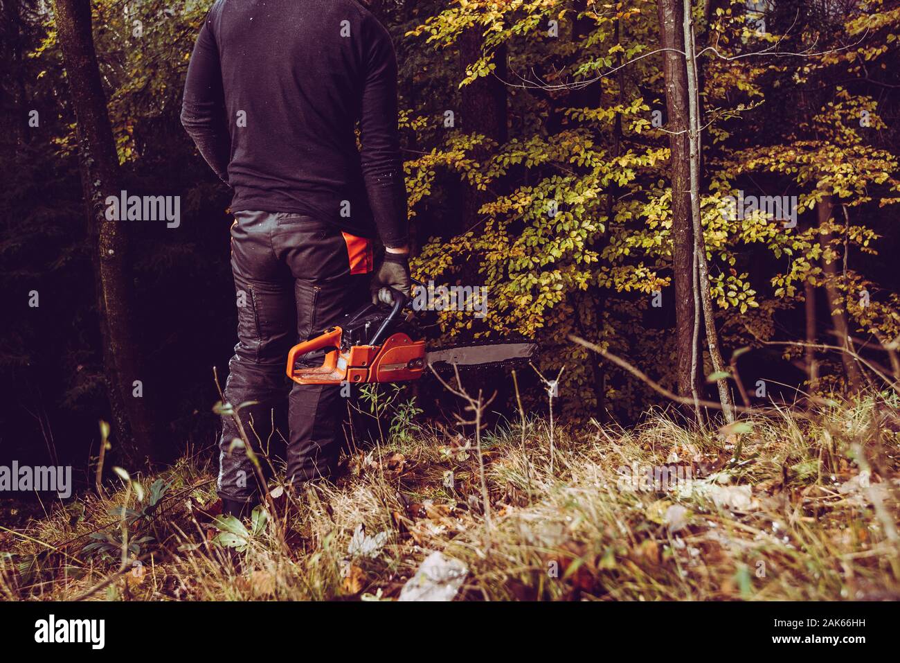 woodcutter man in the forest - the woodcutter serie Stock Photo - Alamy