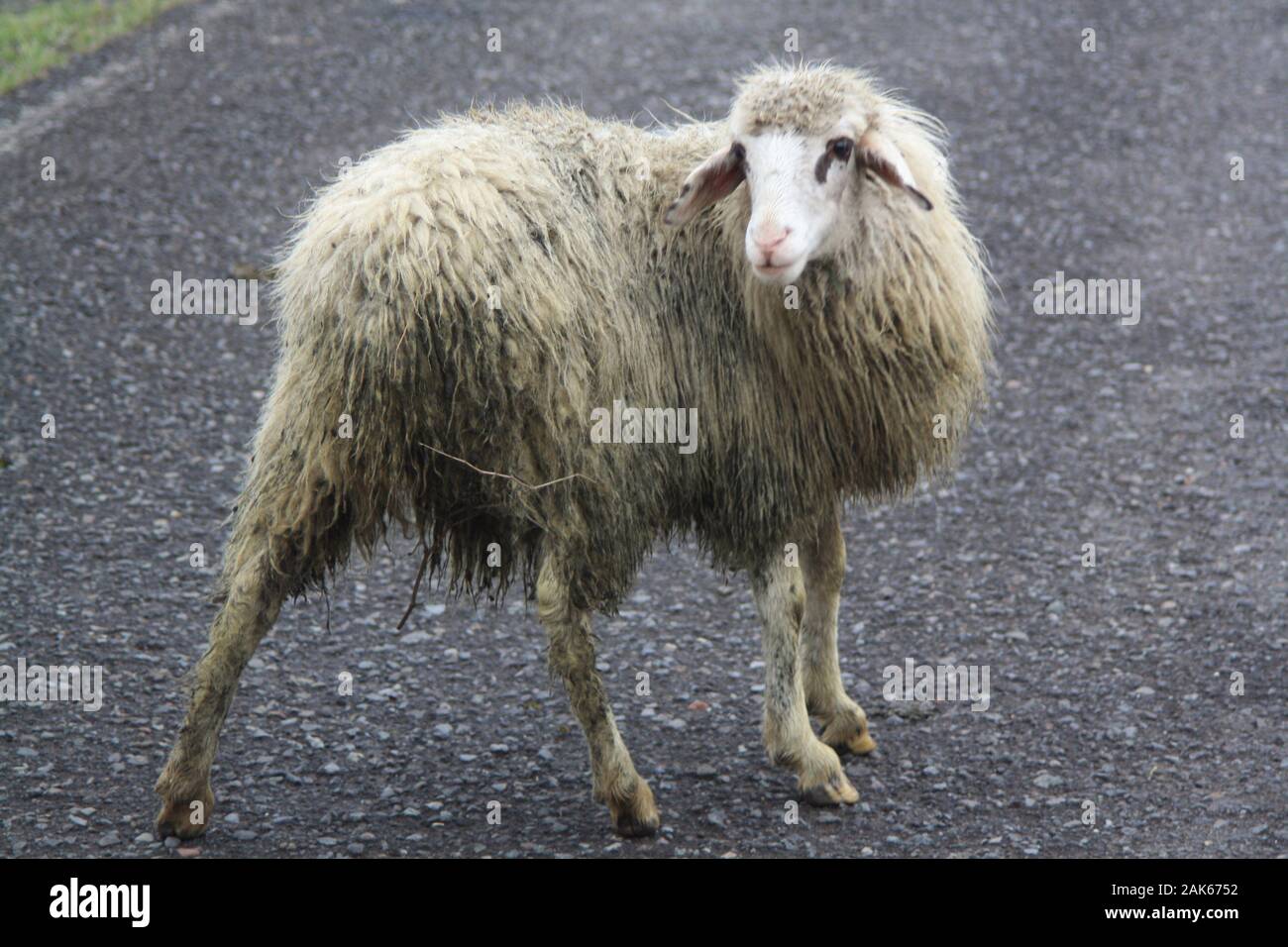 Caprina hi-res stock photography and images - Alamy