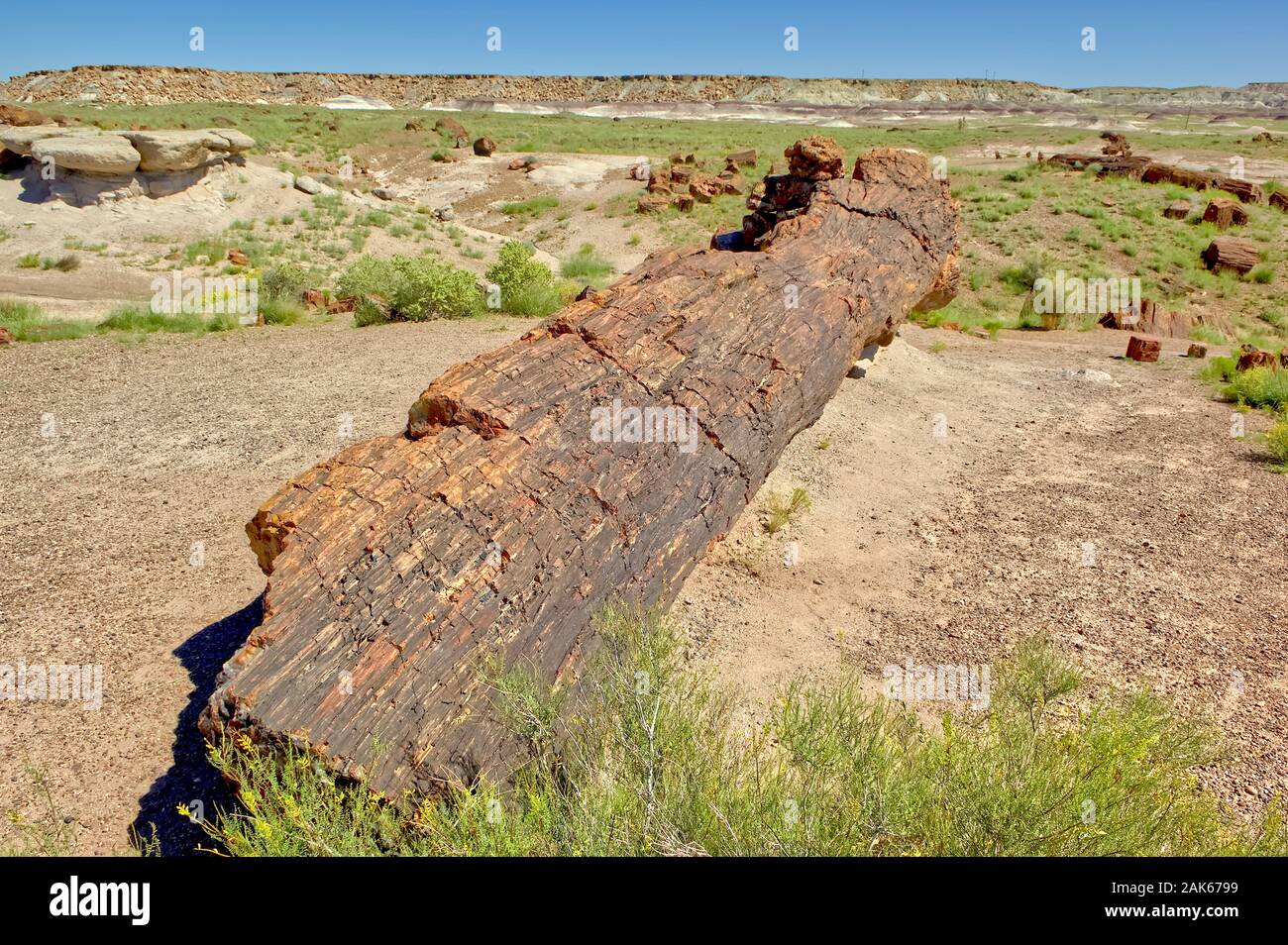 A large piece of a crystallized tree in Arizona's Petrified National ...