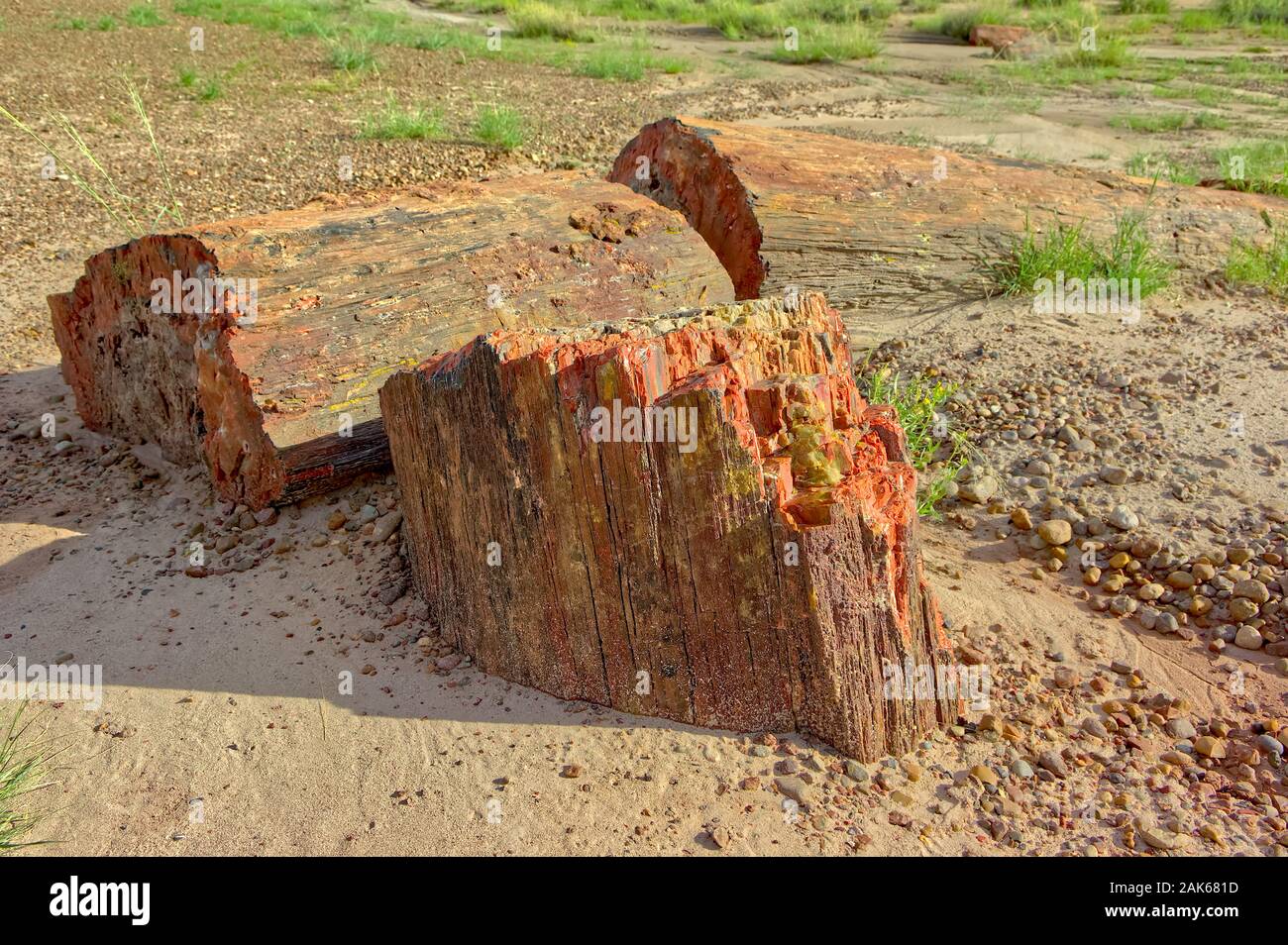 The remains of a crystallized tree in Arizona's Petrified National ...