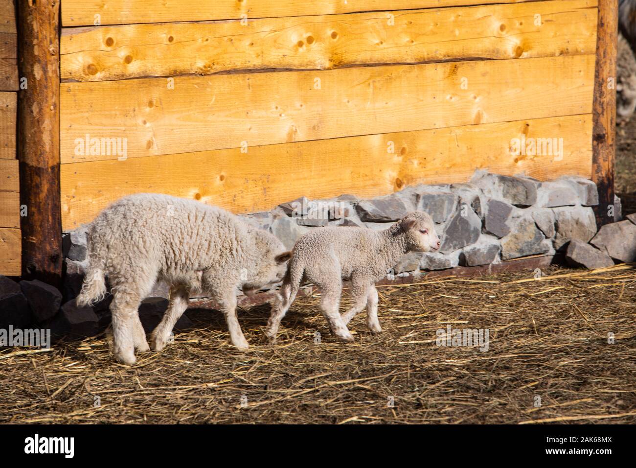 sheep at farm eating hay Stock Photo - Alamy