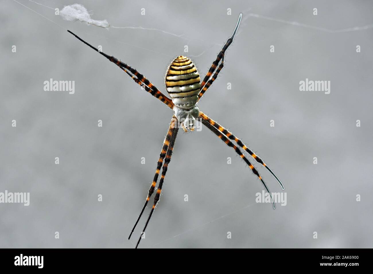 Argiope bruennichi wespenspinne hi-res stock photography and images - Alamy