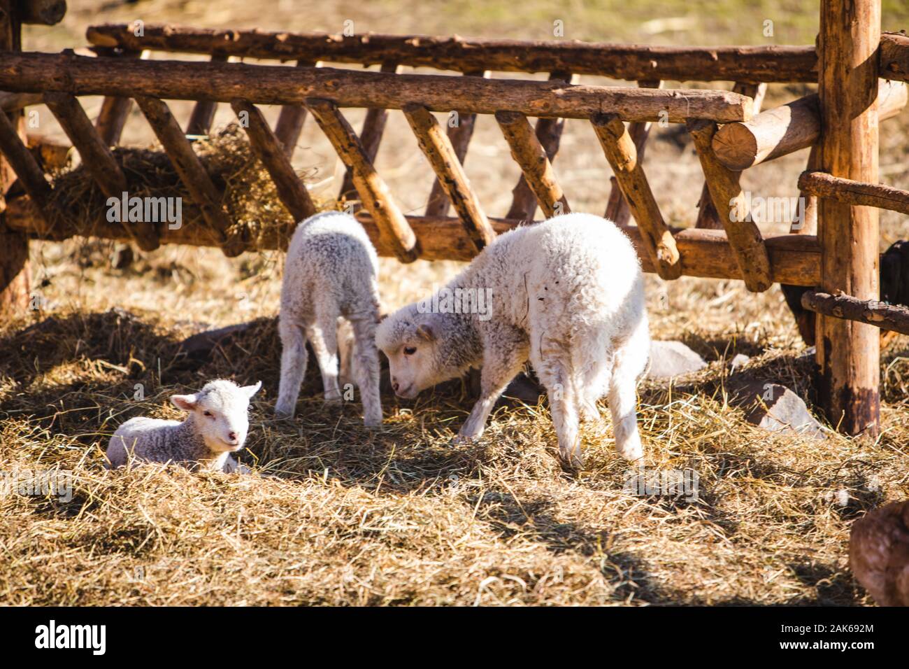 sheep at farm eating hay Stock Photo - Alamy