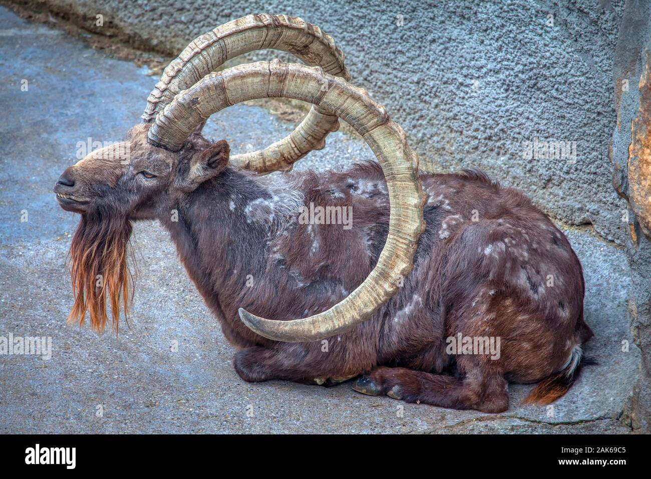 Goat Ram Horns High Resolution Stock Photography and Images - Alamy
