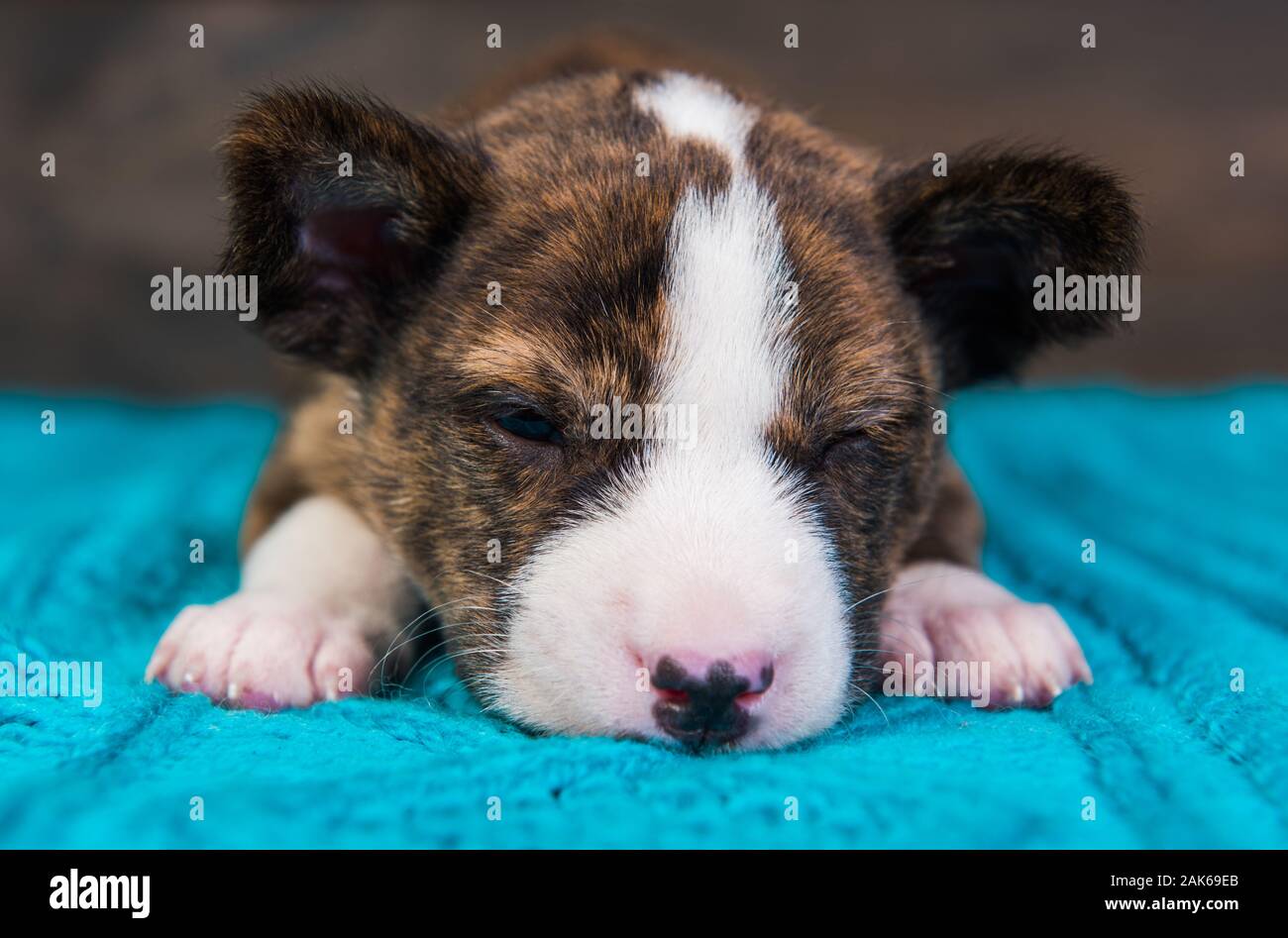 African hunting dog sleeping hi-res stock photography and images - Alamy