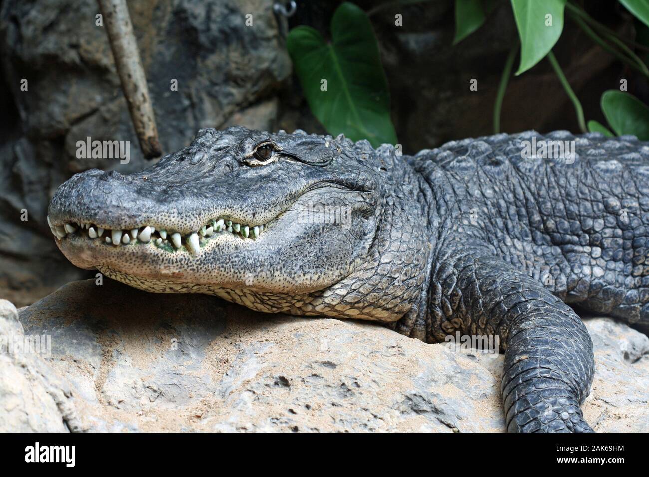 Mississippi alligator hi-res stock photography and images - Alamy