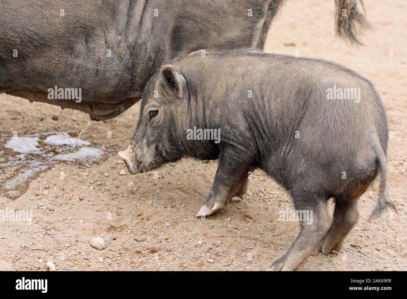 pot bellied pig Stock Photo - Alamy