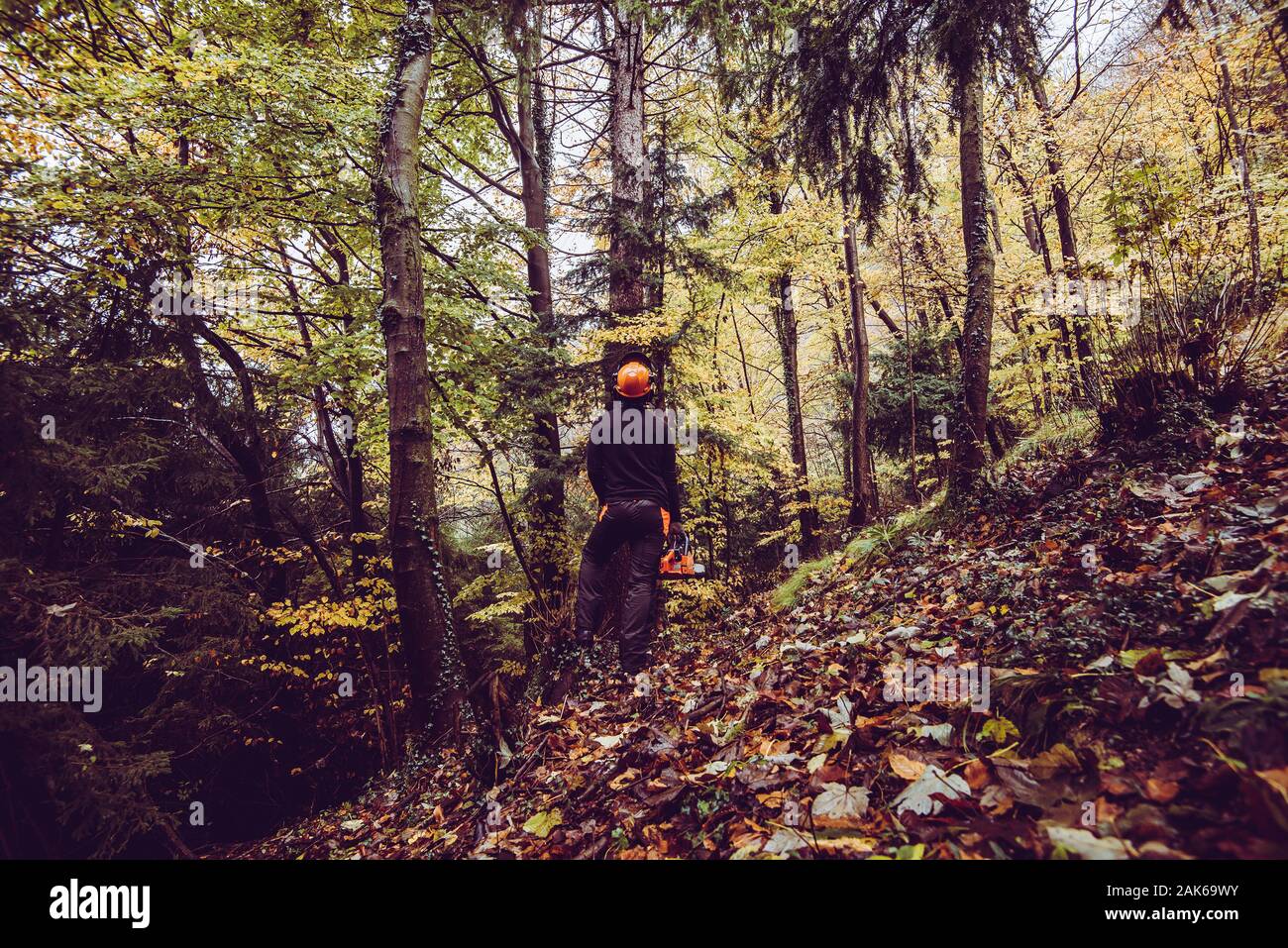 woodcutter man in the forest - the woodcutter serie Stock Photo - Alamy