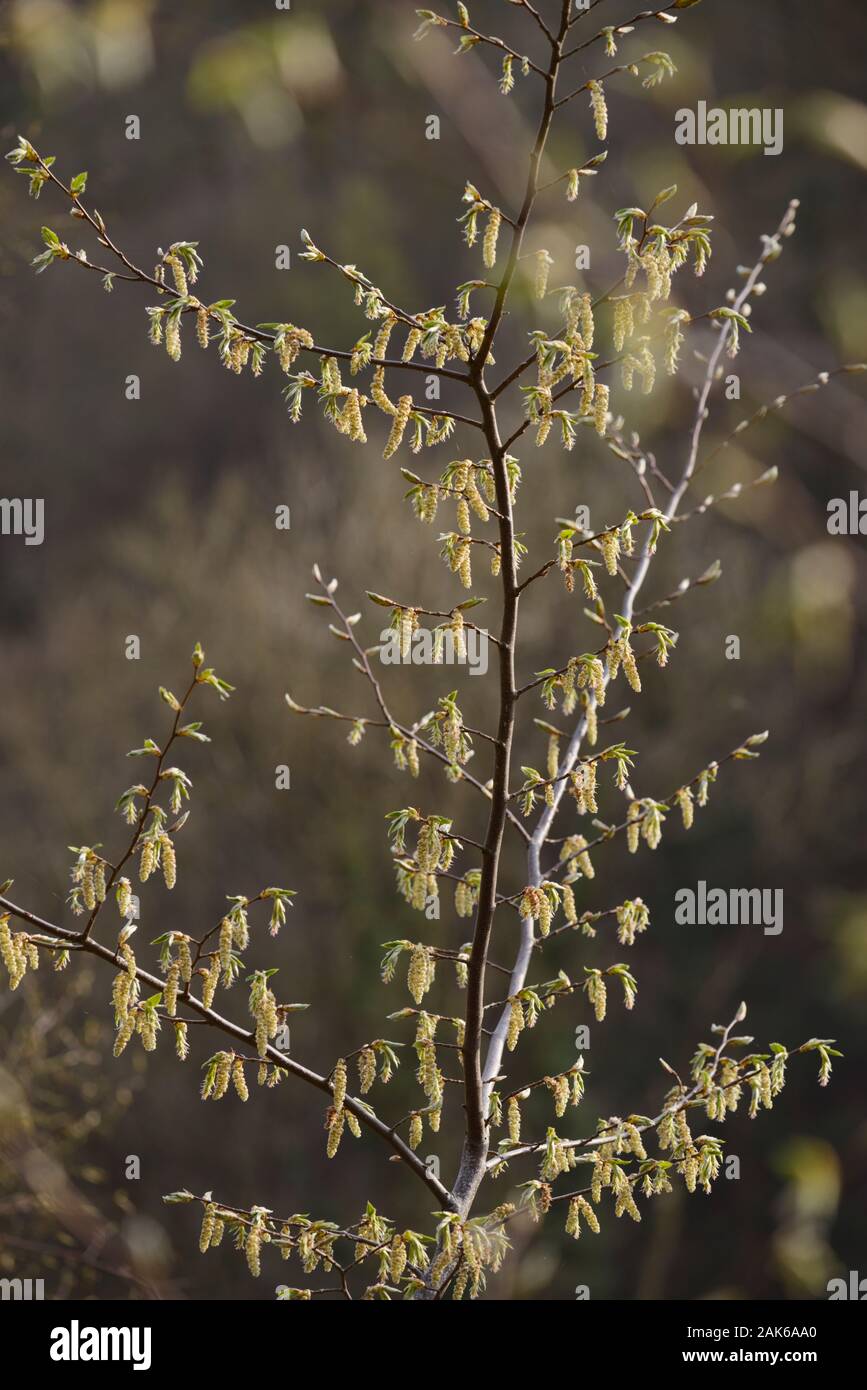 Wind pollination hi-res stock photography and images - Alamy
