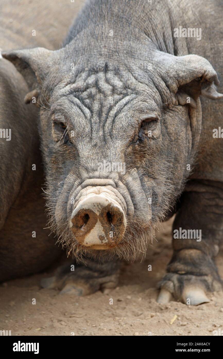 pot bellied pig Stock Photo - Alamy