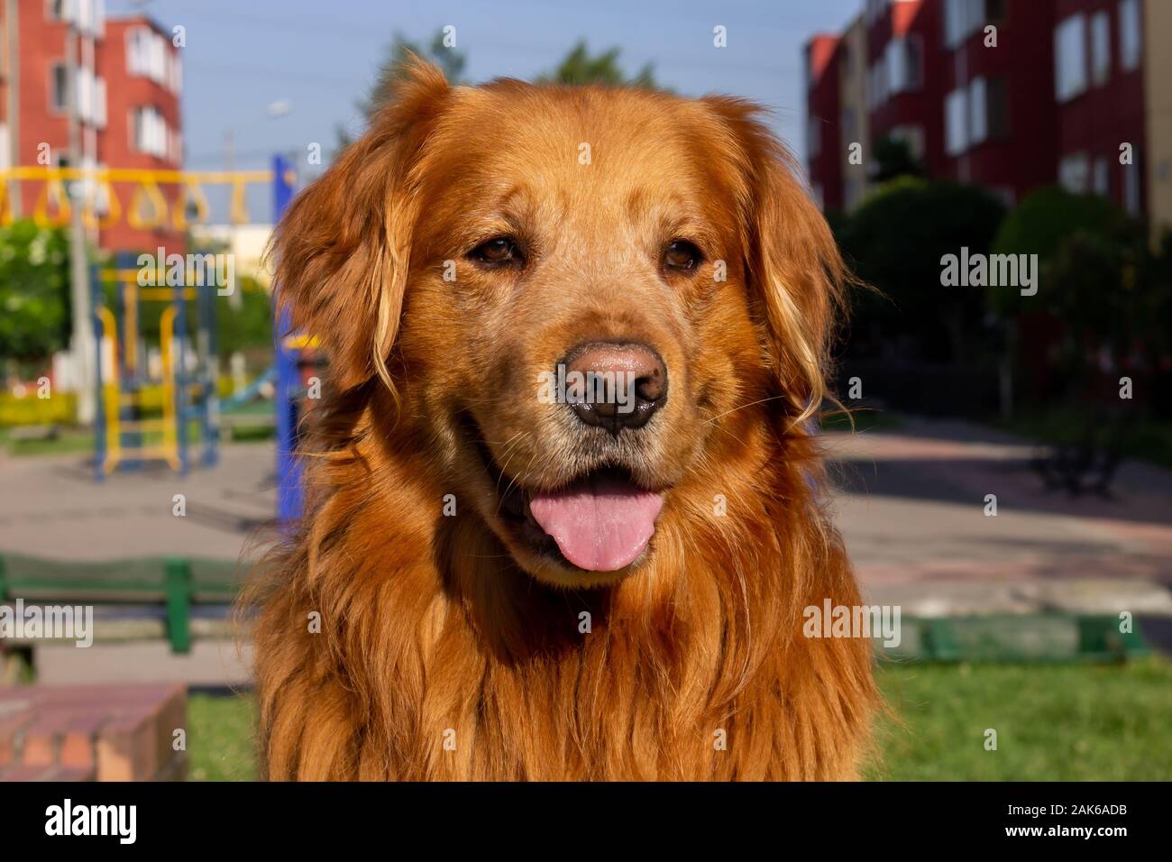 Perro labrador dorado hi-res stock photography and images - Alamy
