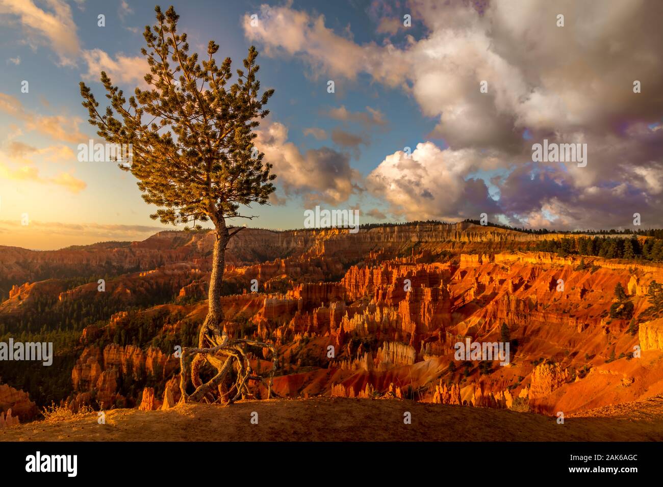 Single tree and the amphitheater at the Bryce Canyon, Utah Stock Photo ...