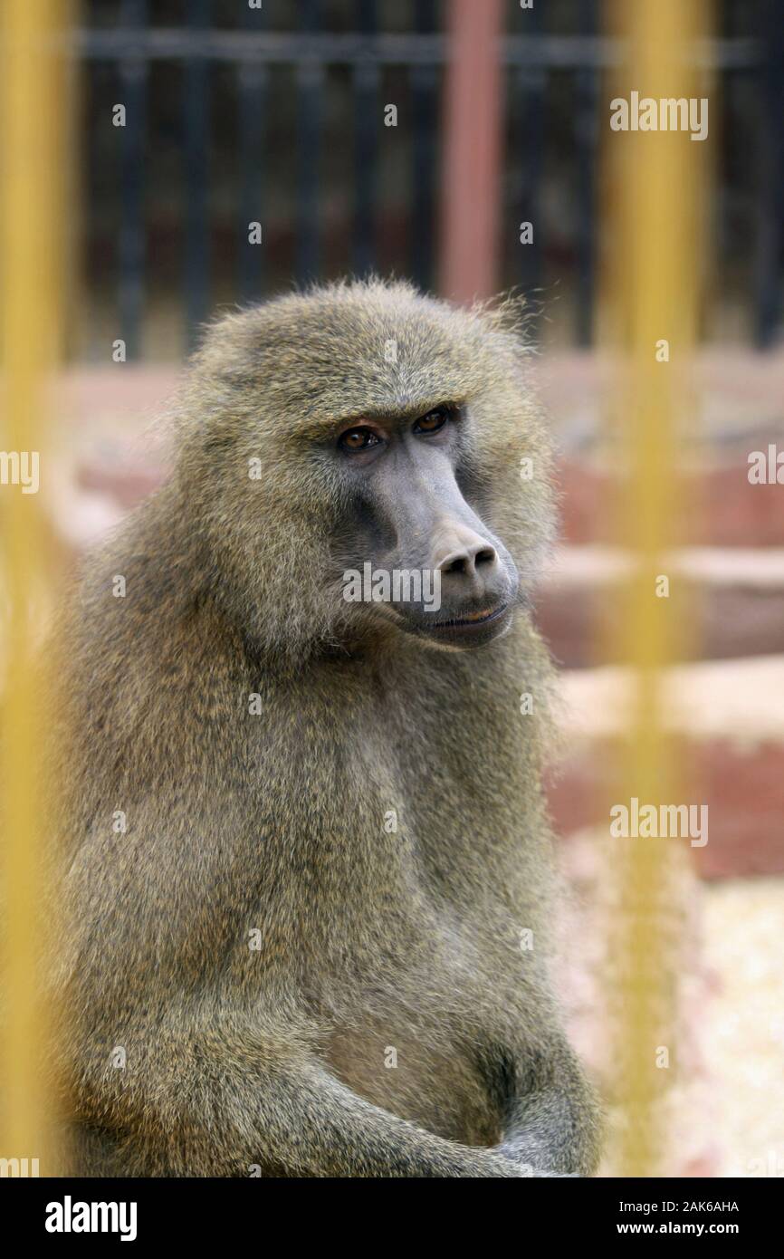 Haplorhine primates hi-res stock photography and images - Alamy