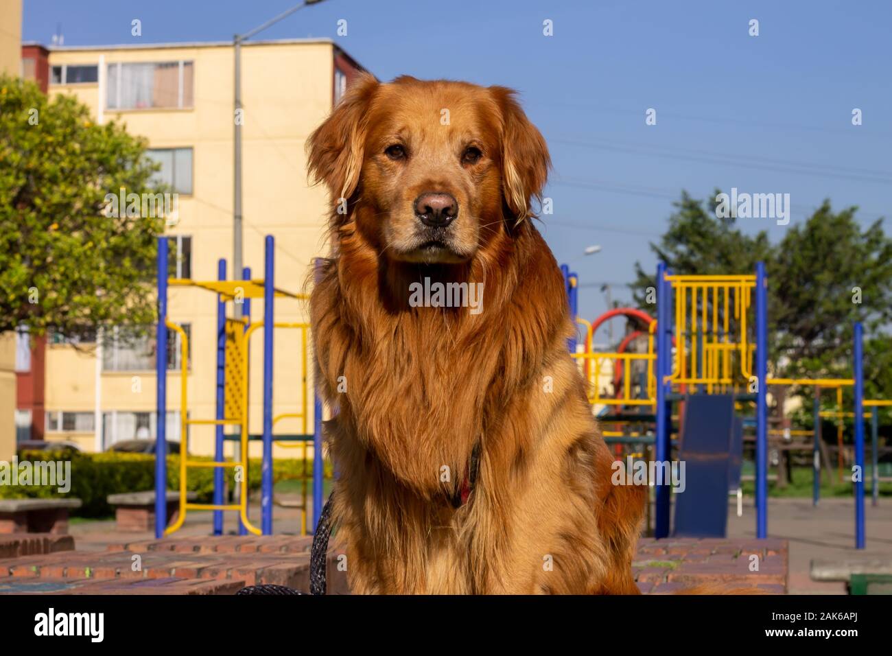 Zeus dog hi-res stock photography and images - Alamy